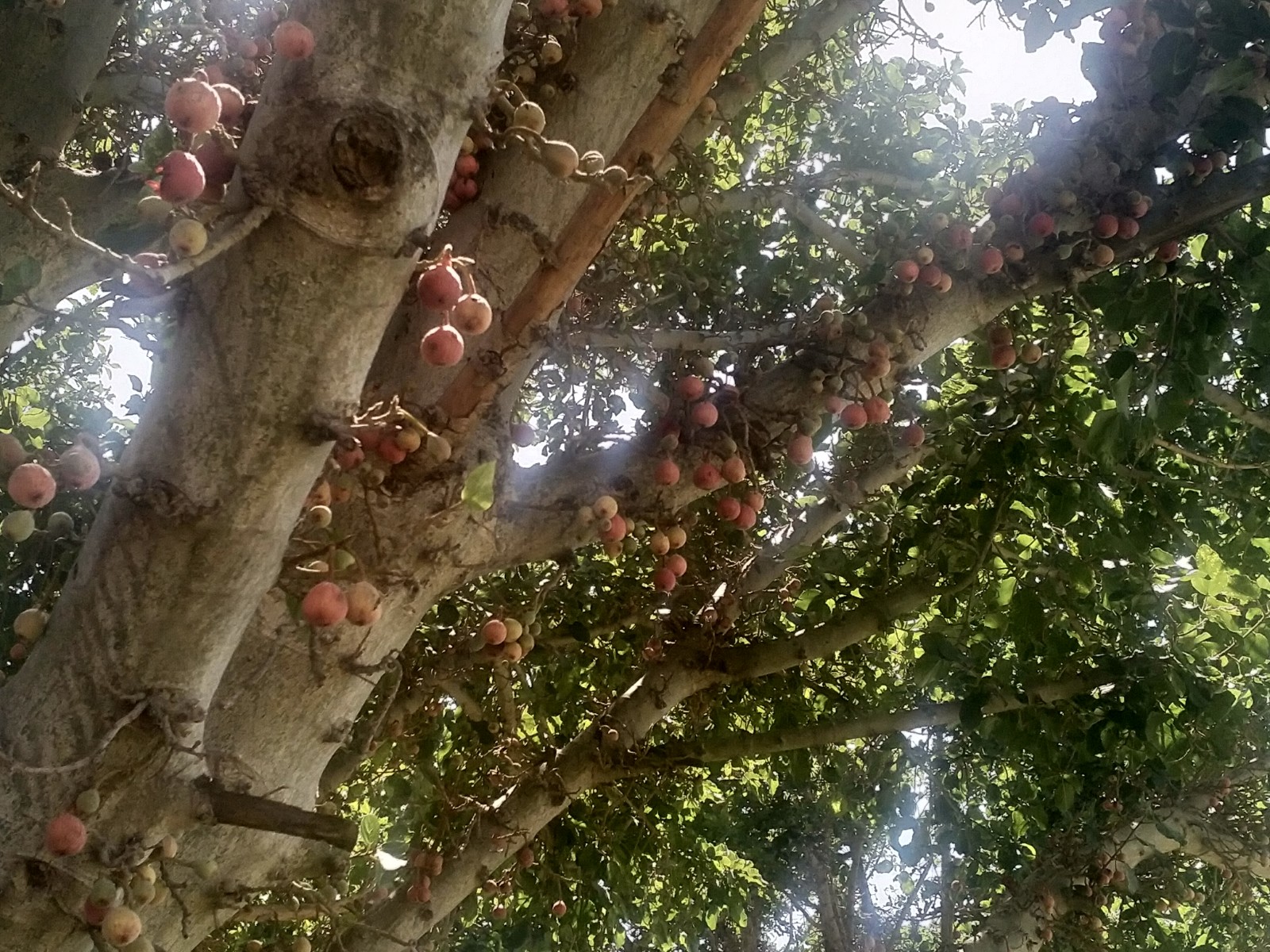 Justice and the Time of Sycomores - Miriam Feinberg Vamosh's blog