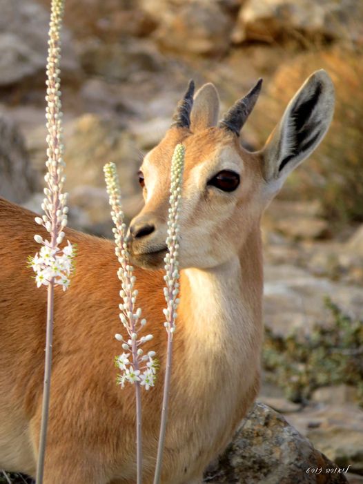 Sign of the Sea Squill - Miriam Feinberg Vamosh's blog