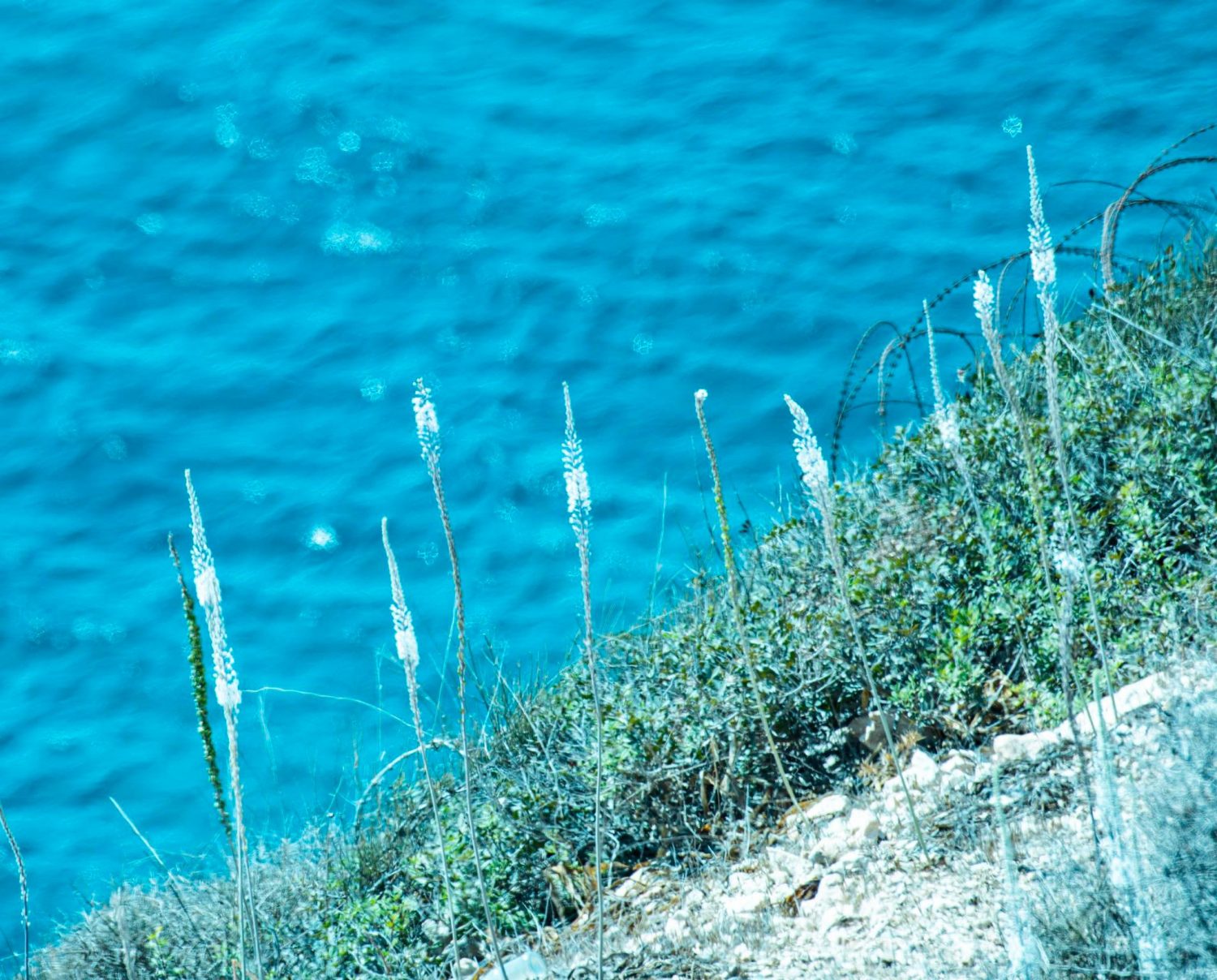 Sign of the Sea Squill - Miriam Feinberg Vamosh's blog